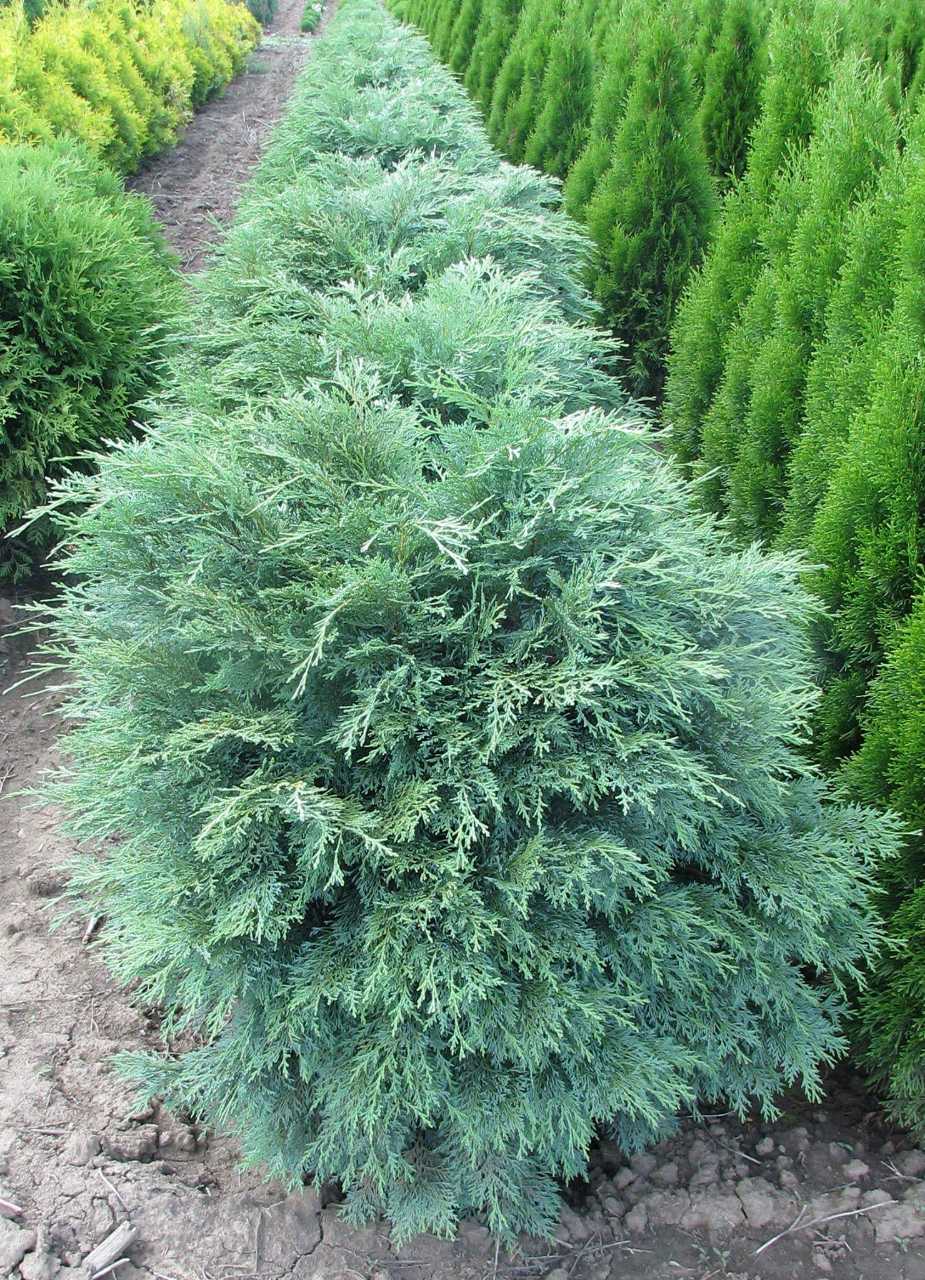 Chamaecyparis lawsoniana Globosa