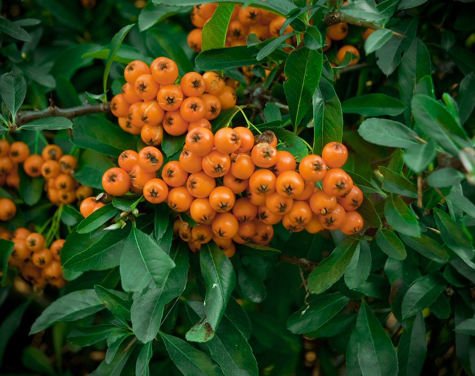 PYRACANTHA – ZLATNA KUPOLA