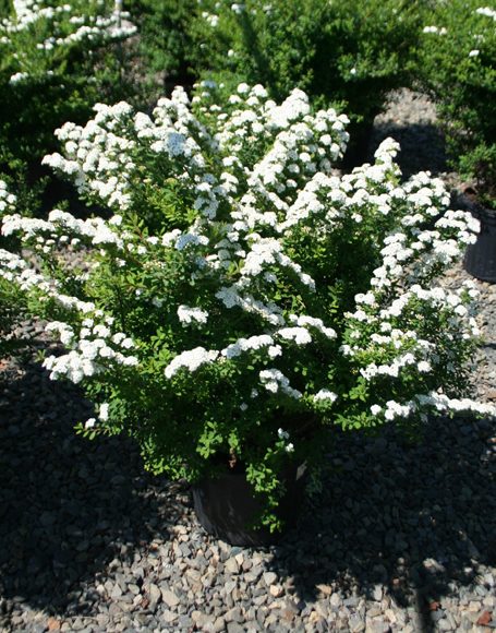 SPIRAEA NIPPONICA – BRDO SNEGA