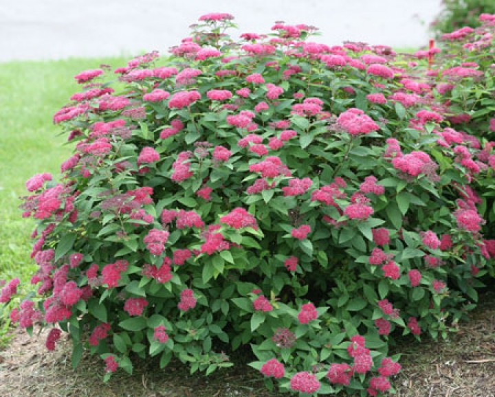 SPIREA JAPONICA – MALA PRINCEZA