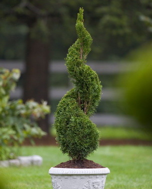 Thuja occ. Smaragd Spirala