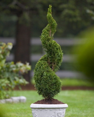 THUJA OCC. SMARAGD SPIRALA