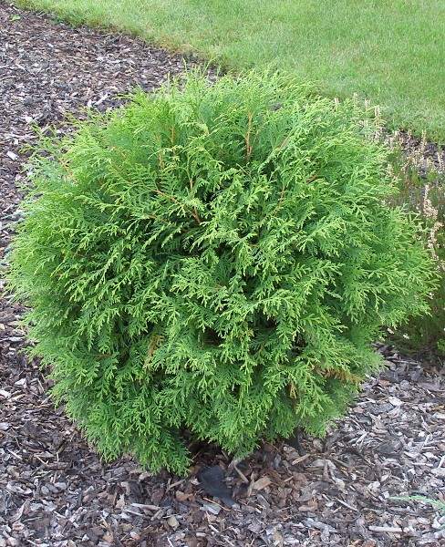 THUJA OCCIDENTALIS GLOBOSA