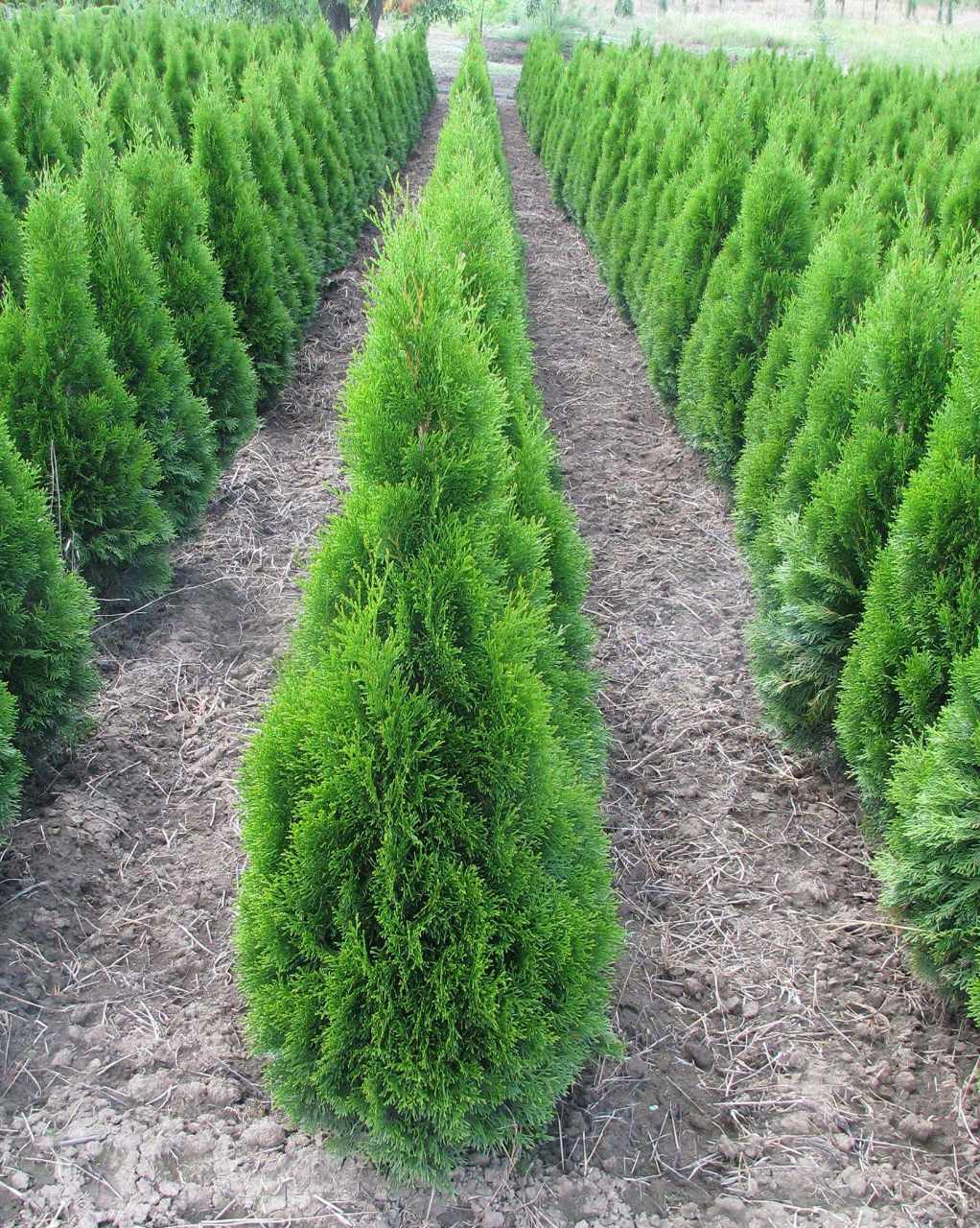 THUJA OCCIDENTALIS SMARAGD 1M