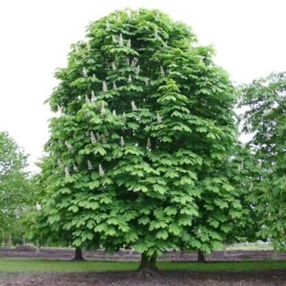 Divlji kesten (Aesculus hippocastanum)