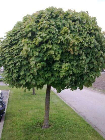 Kuglasti javor (Acer platanoides Globosum)(o14-16)