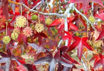 Likvidambar (Liquidambar styraciflua)