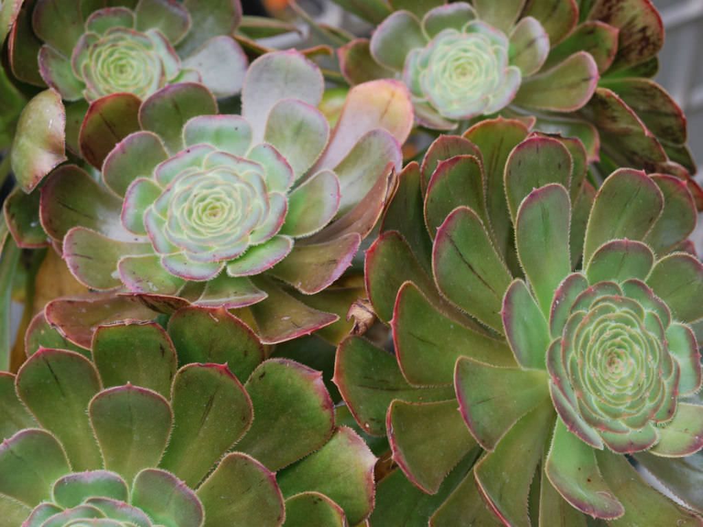 Aeonium zeleni sa braon ivicom