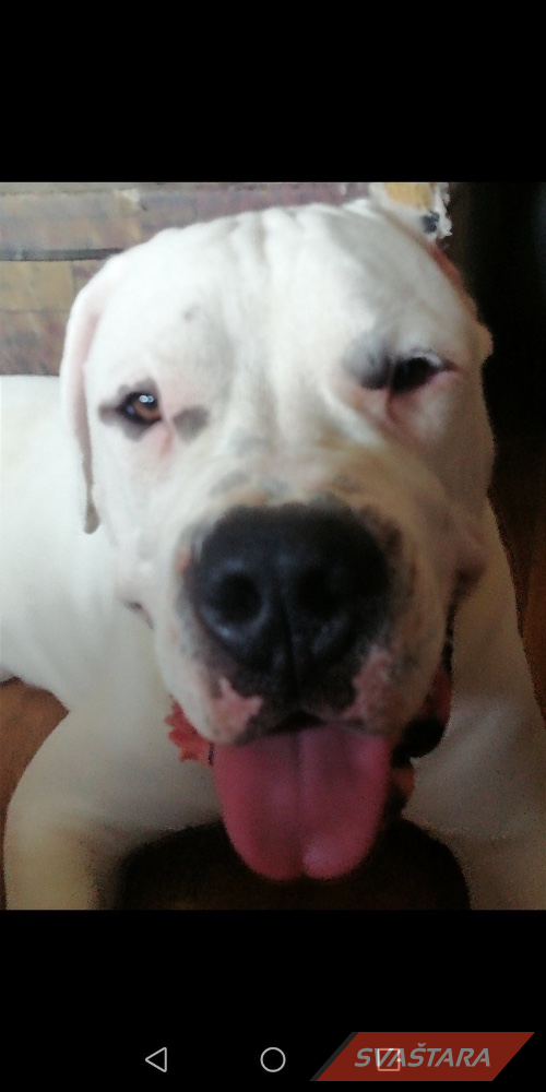 Poklanjamo Dogo Argentino psa hitno