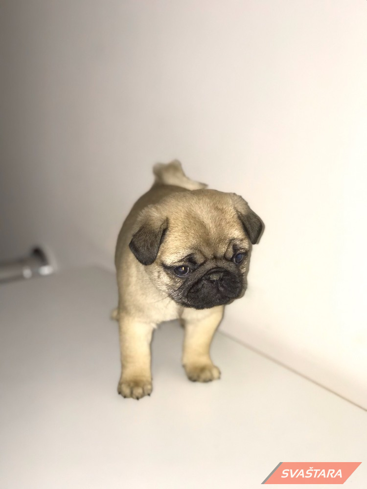 Prelepi stenci Mops Pug