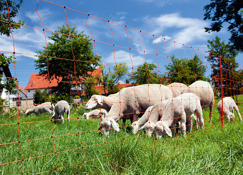 Električna mreža za ovce – OviNet