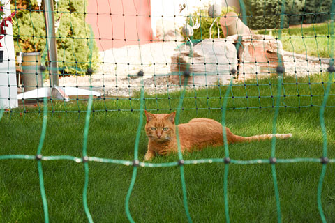 Električna ograda za mačke