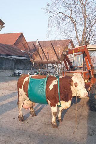 Pojas za pridržavanje krava