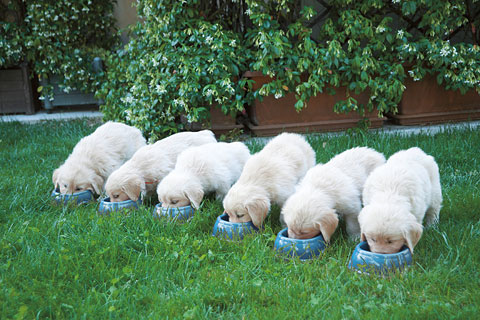 Plastična posuda za hranjenje – ljubimci