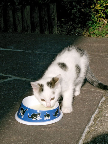 Plastična posuda za vodu i hranu – mačke