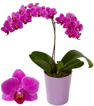 Ljubičasta Orhideja