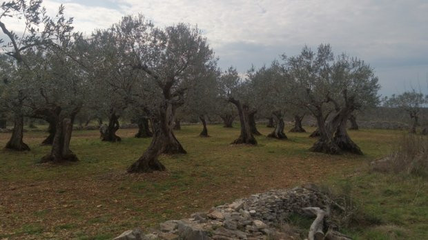 Tražim stari zapušteni maslinik do 300m od mora