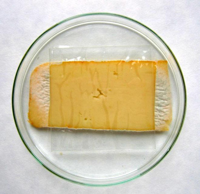 Zaštita i njega sira - natamicin