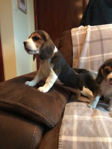 Dostupni štenad beagle