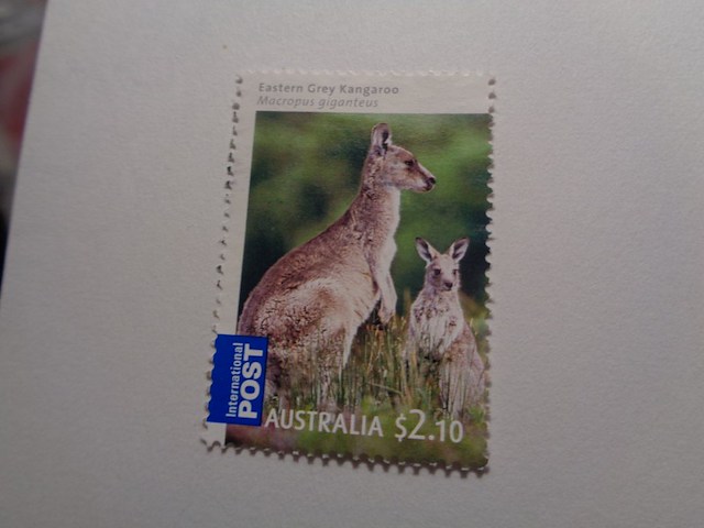 svet 1863 australia fauna kenguri