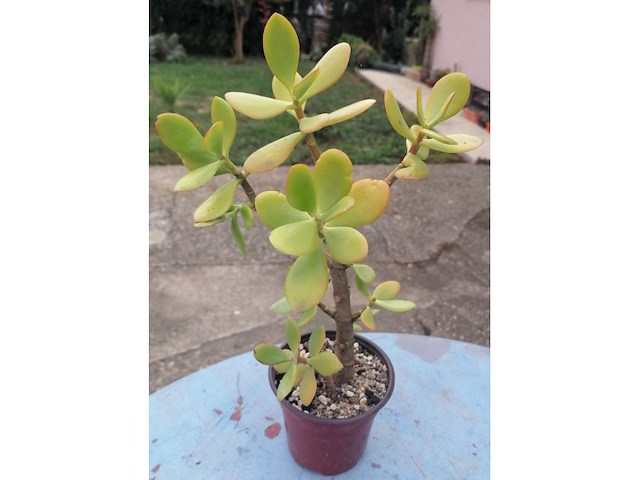 Sukulent - Crassula ovata v. obliqua (Drvo novca)