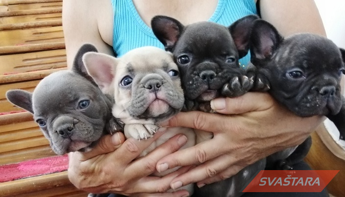 Francuski buldog štenci egzotičnih boja