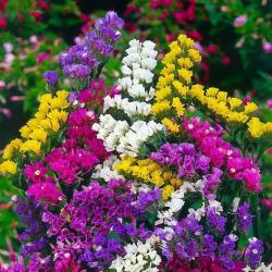 STATICE (LIMONIUM SINUATUM) - 50SEMENA