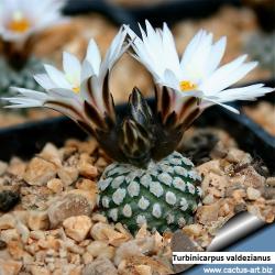 Turbinicarpus valdezianus - 10 semenki