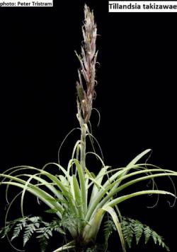 Tillandsia takizawae- 10 semenki