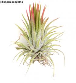 Tillandsia ionanatha- 10 semenki