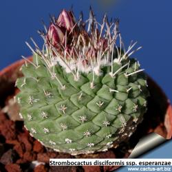 Strombocactus disciformis ssp. esperanzae - 10 semenki