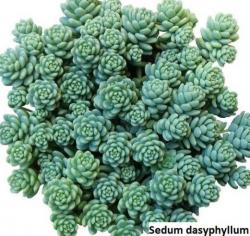 Sedum dasyphyllum - 20 semenki