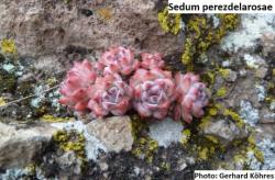 Sedum perezdelarosae - 20 semenki