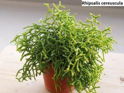 Rhipsalis cereuscula - 20 semenki