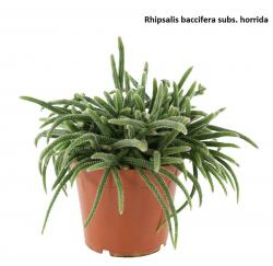 Rhipsalis baccifera subs. horrida - 20 semenki