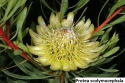 Protea scolymocephala - 5 semenki