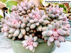 Pachyphytum machuchae - 20 semenki