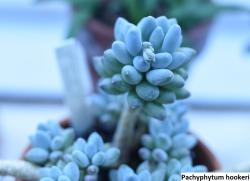 Pachyphytum hookeri - 20 semenki