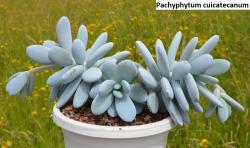 Pachyphytum cuicatecanum - 20 semenki