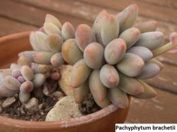 Pachyphytum brachetii - 20 semenki