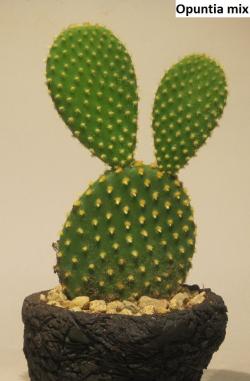 Opuntia mix - 10 semenki