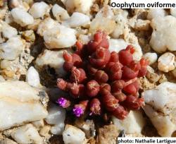 Oophytum oviforme - 20 semenki