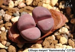 Lithops meyeri /Hammeruby/ - 10 semenki