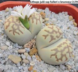 Lithops julii ssp fulleri v brunnea - 20 semenki