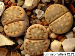 Lithops julii ssp fulleri /C171/ - 20 semenki