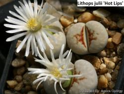 Lithops julii /Hot Lips/ - 10 semenki