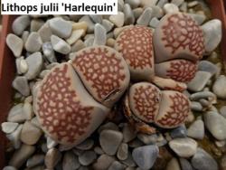 Lithops julii /Harlequin/ - 10 semenki