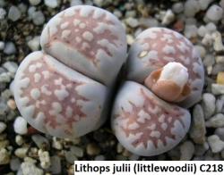 Lithops julii littlewoodii /C218/ - 20 semenki