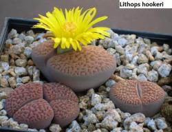 Lithops hookeri mix - 20 semenki