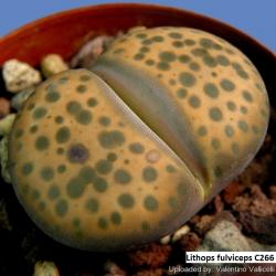 Lithops fulviceps /C266/ - 20 semenki